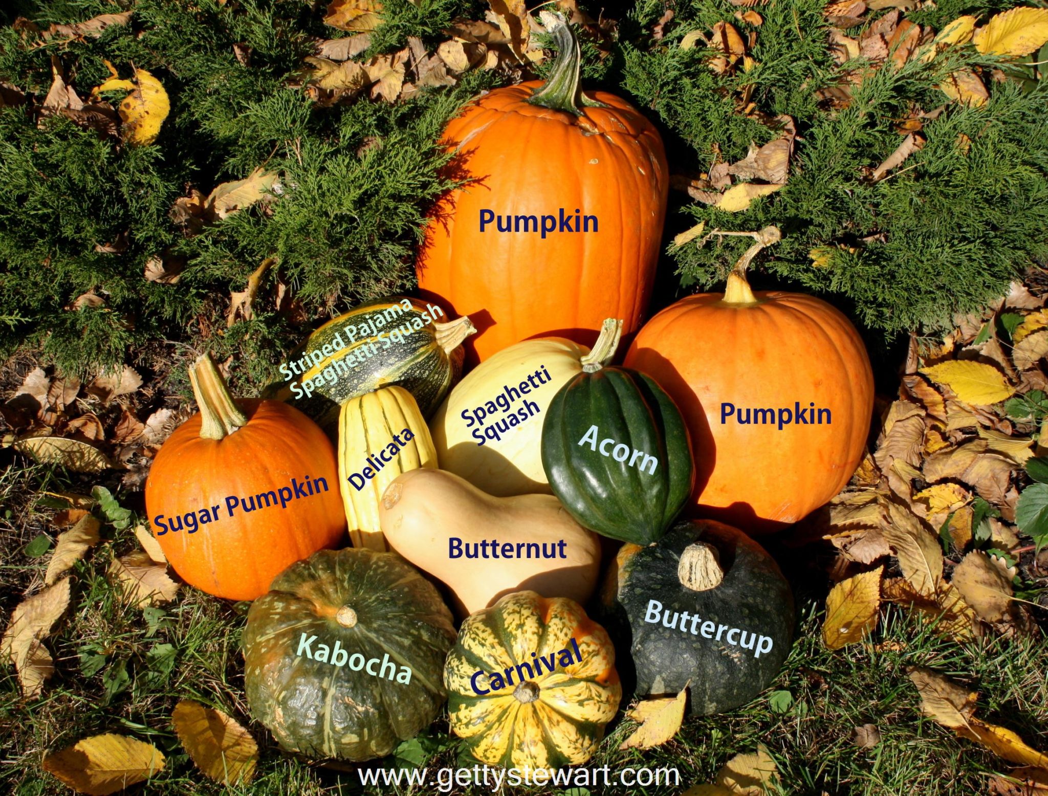 Native Fruit & Vegetables - Meadow View Farms : Meadow View Farms